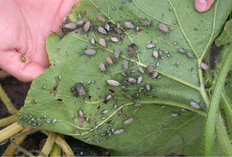 15 Useful Insects and Creatures for Your Garden (with Pictures) - Dre ...