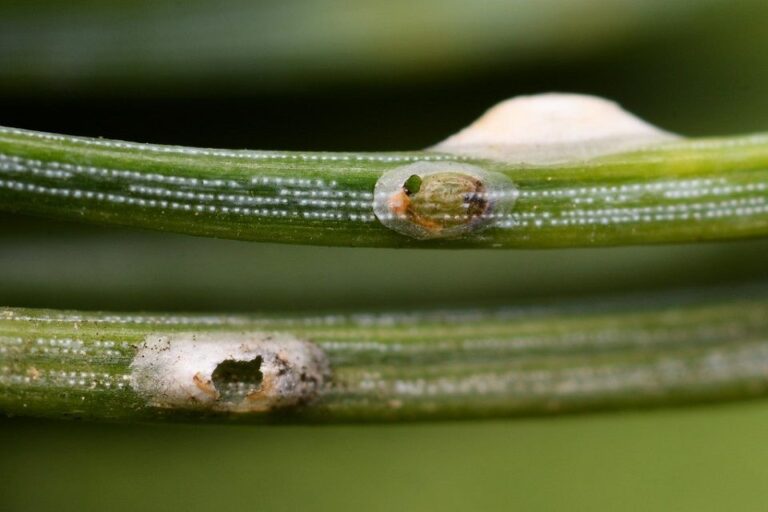 35 Bad Garden Insects & Pests on Plants (+ Pictures) - Dre Campbell Farm