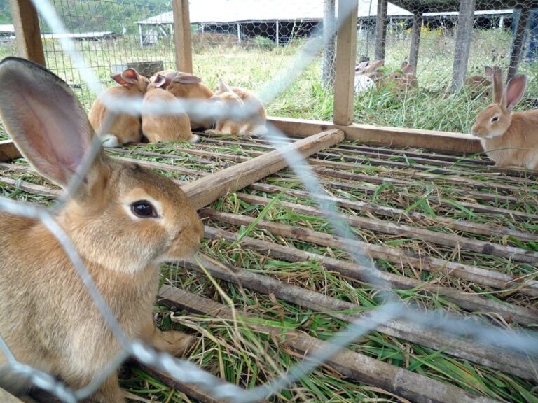 Rabbit Farming (Cuniculture): Raising Rabbits for Meat - Dre Campbell Farm