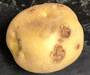 8 Natural Ways to Treat and Prevent Potato Scab - Dre Campbell Farm