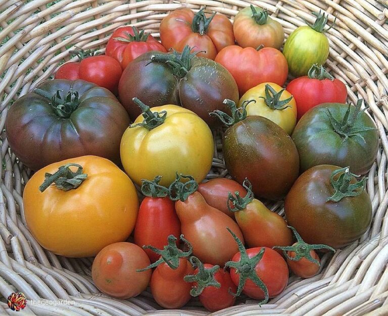 27 Types of Tomatoes: Unique Varieties (with Pictures) - Dre Campbell Farm
