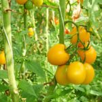 27 Types of Tomatoes: Unique Varieties (with Pictures) - Dre Campbell Farm