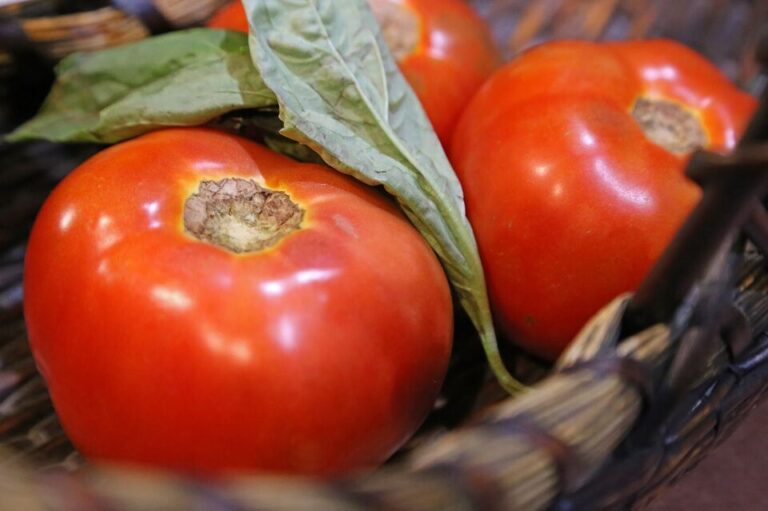 27 Types of Tomatoes: Unique Varieties (with Pictures) - Dre Campbell Farm