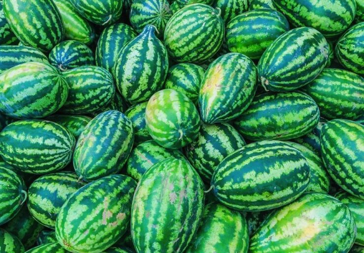 18 Different Types of Melons: Must-Have Varieties - Dre Campbell Farm