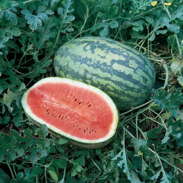 18 Different Types of Melons: Must-Have Varieties - Dre Campbell Farm