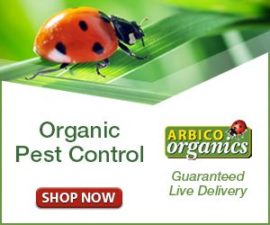 15 Useful Insects and Creatures for Your Garden (with Pictures) - Dre ...