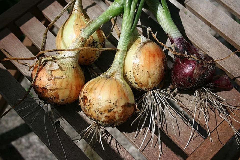 How to Plant Onions at Home: Basic Growing Guide - Dre Campbell Farm