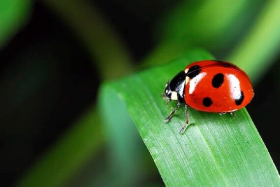 10 Benefits of Ladybugs and How to Attract Them - Dre Campbell Farm