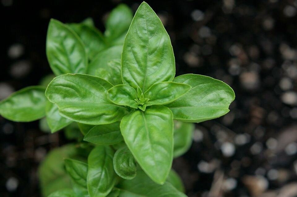 Good and Bad Basil Companion Plants - Dre Campbell Farm