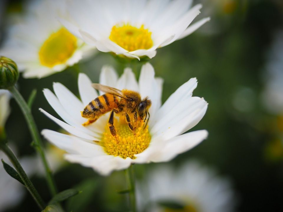 5 Benefits of Bees and How to Attract Them - Dre Campbell Farm