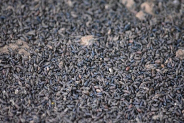 Bat Guano Fertilizer: Benefits and How to Use - Dre Campbell Farm