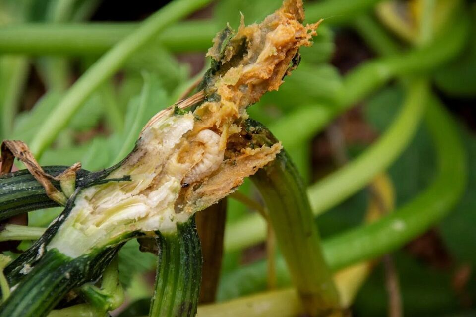16 Natural Ways to Get Rid of Squash Vine Borers - Dre Campbell Farm