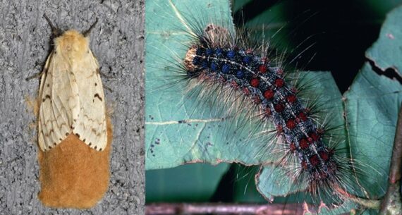 14 Natural Ways to Get Rid of Gypsy Moths - Dre Campbell Farm