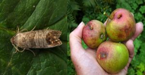 16 Natural Ways to Get Rid of Codling Moths - Dre Campbell Farm