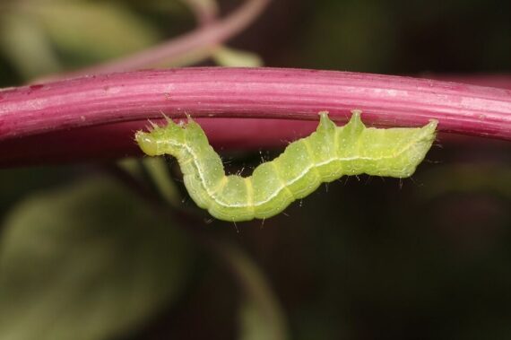 13 Natural Ways to Get Rid Of Cabbage Loopers - Dre Campbell Farm