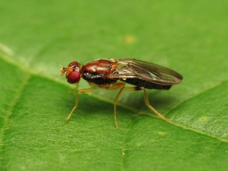 11 Natural Ways to Get Rid of Carrot Rust Fly - Dre Campbell Farm