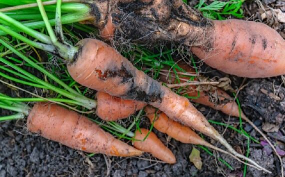 11 Natural Ways to Get Rid of Carrot Rust Fly - Dre Campbell Farm