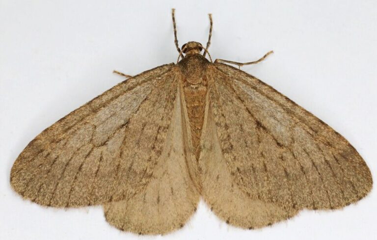 8 Natural Ways to Get Rid of Winter Moth - Dre Campbell Farm