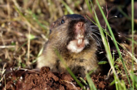15 Natural Ways to Get Rid of Gophers - Dre Campbell Farm