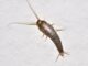 22 Natural Ways to Get Rid of Silverfish - Dre Campbell Farm