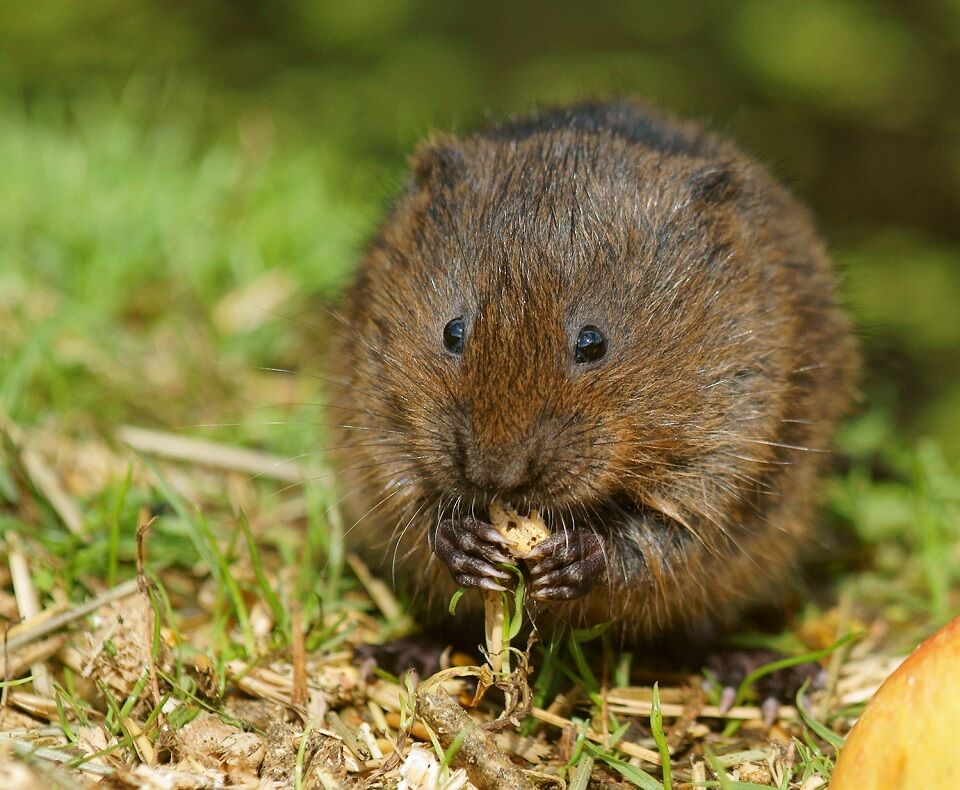 13 Natural Ways to Get Rid of Voles - Dre Campbell Farm