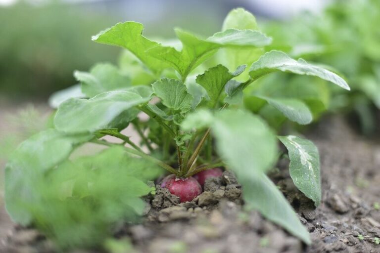 Good and Bad Radish Companion Plants - Dre Campbell Farm