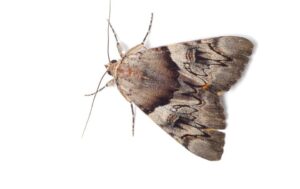 9 Natural Ways to Get Rid of Miller Moths - Dre Campbell Farm