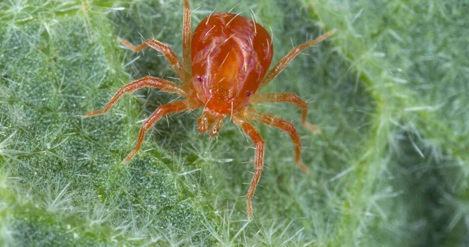 9 Natural Ways to Get Rid of Russet Mites - Dre Campbell Farm