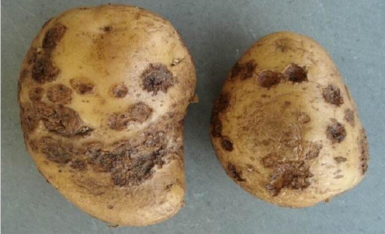 8 Natural Ways to Treat and Prevent Potato Scab - Dre Campbell Farm