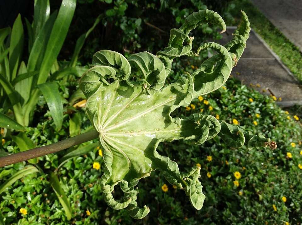 9 Natural Ways to Get Rid of Broad Mites on Plants - Dre Campbell Farm