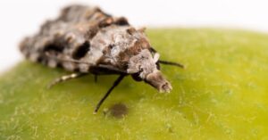 8 Natural Ways to Get Rid of Guava Moths - Dre Campbell Farm