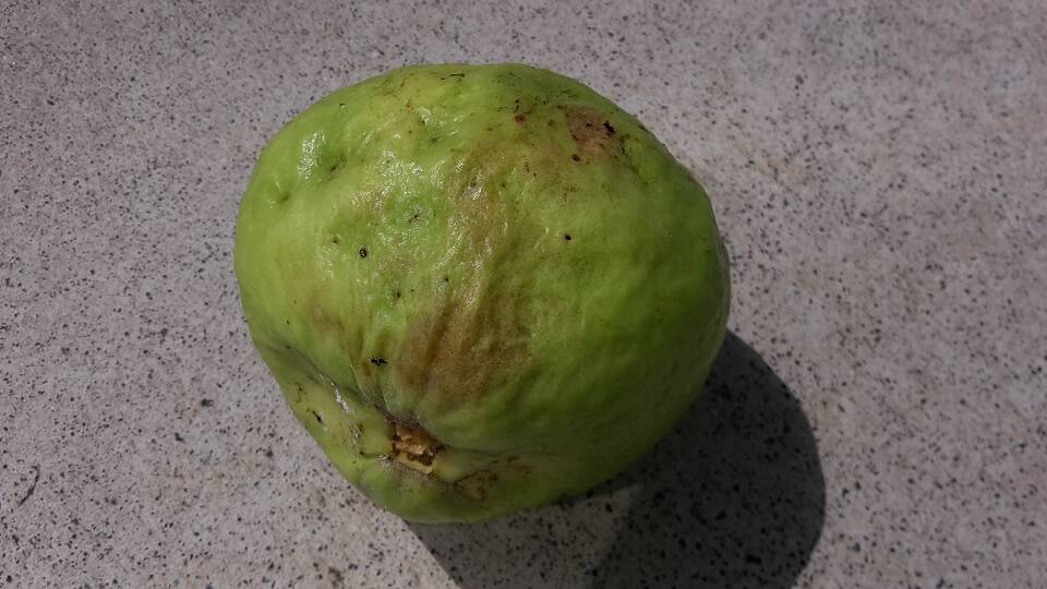 9 Natural Ways to Get Rid of Guava Worms - Dre Campbell Farm