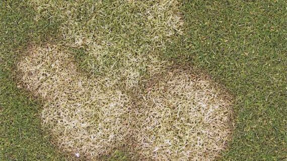 8 Natural Ways to Get Rid of Fusarium Patch Disease - Dre Campbell Farm