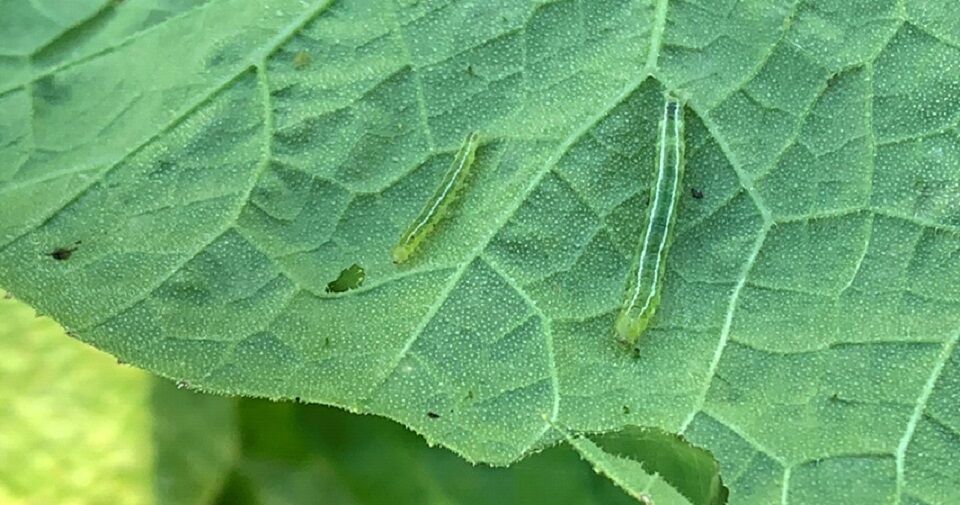11 Natural Ways to Get Rid of Melon Worms - Dre Campbell Farm