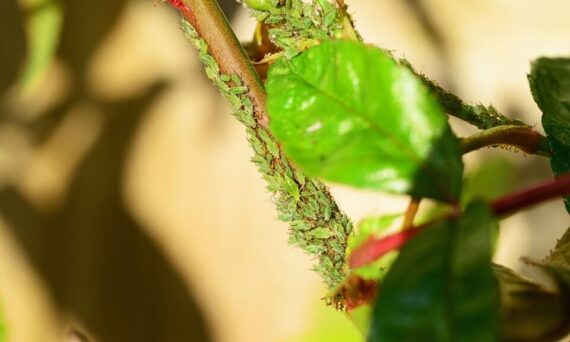13 Natural Ways to Get Rid of Rose Aphids - Dre Campbell Farm