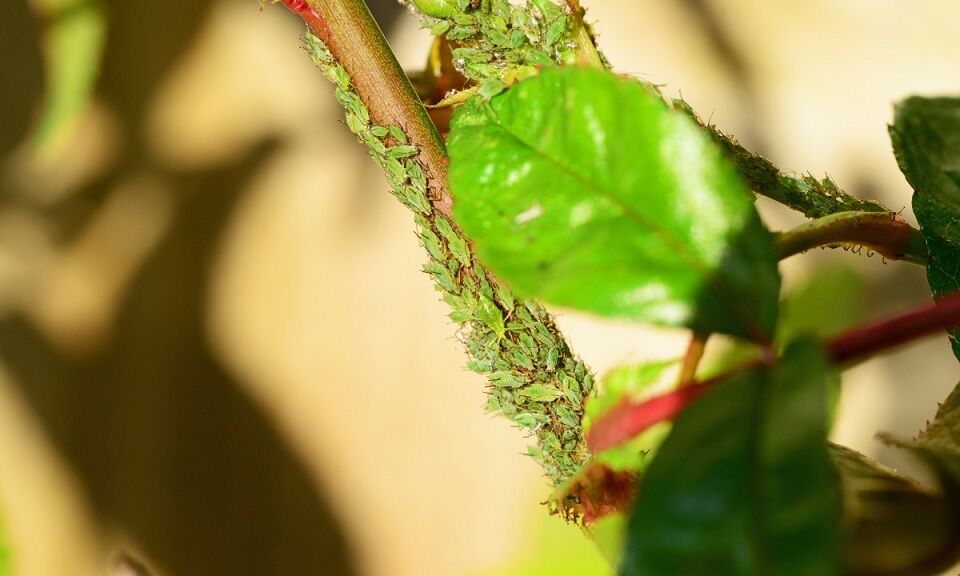 13 Natural Ways to Get Rid of Rose Aphids - Dre Campbell Farm