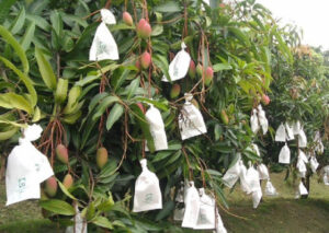 Fruit Bagging: Benefits and How to Do It - Dre Campbell Farm