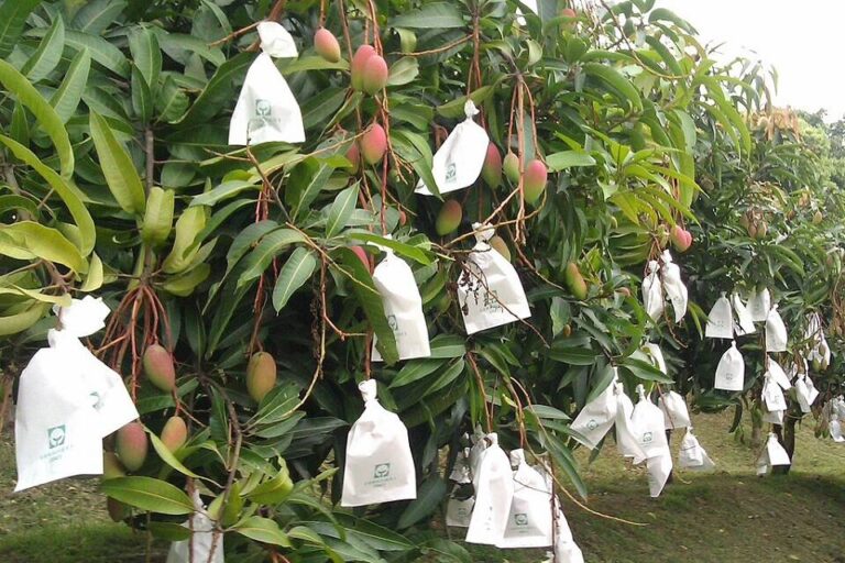 Fruit Bagging: Benefits and How to Do It - Dre Campbell Farm