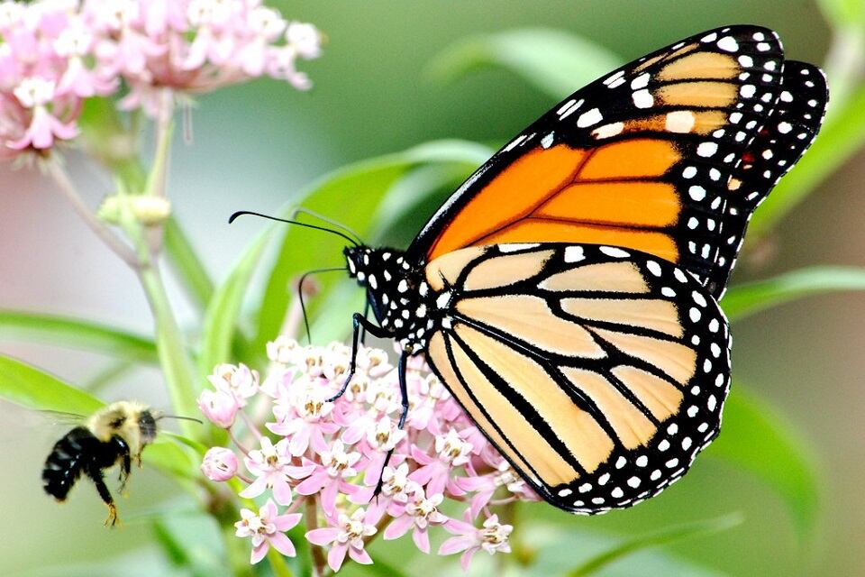 35+ Plants that Attract Beneficial Insects - Dre Campbell Farm