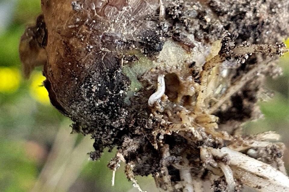 17 Natural Ways to Get Rid of Onion Flies - Dre Campbell Farm