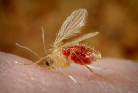 16 Natural Ways to Get Rid of Sand Flies - Dre Campbell Farm
