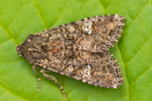 15 Natural Ways to Get Rid of Cabbage Moths - Dre Campbell Farm