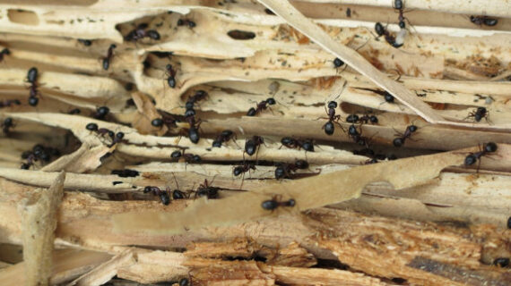 16 Natural Ways to Get Rid of Carpenter Ants - Dre Campbell Farm