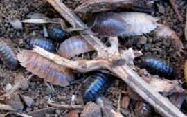 14 Natural Ways to Get Rid of Sow Bugs - Dre Campbell Farm