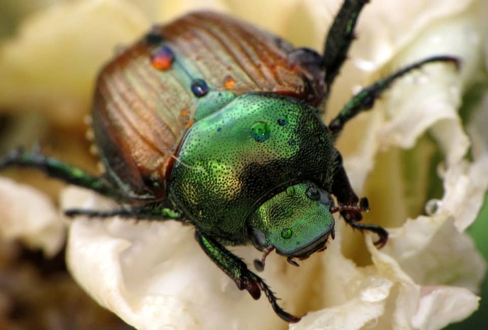 5 Homemade Japanese Beetle Traps - Dre Campbell Farm
