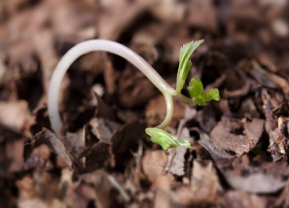 13 Natural Ways to Prevent and Control Damping-Off - Dre Campbell Farm