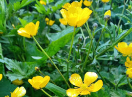 8 Natural Ways to Get Rid of Creeping Buttercup - Dre Campbell Farm